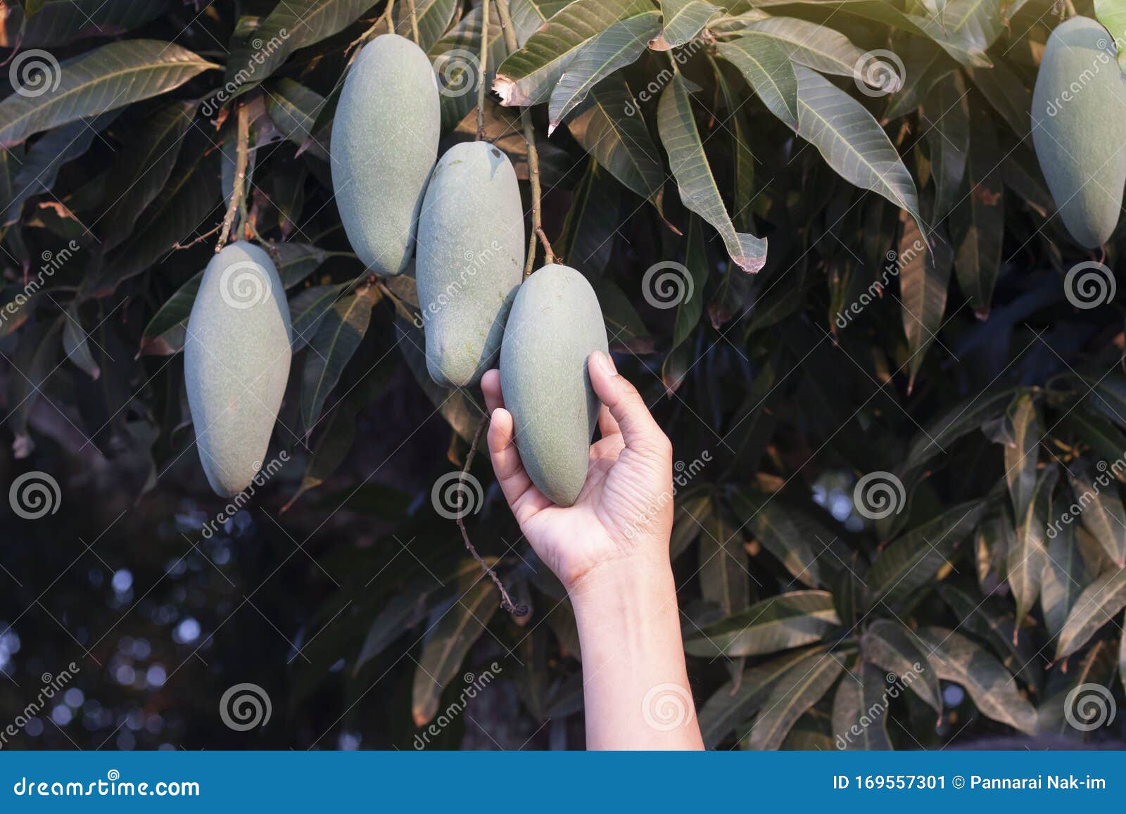 Gardeners Picking Mango from a Tree. Stock Image - Image of harvest ...
