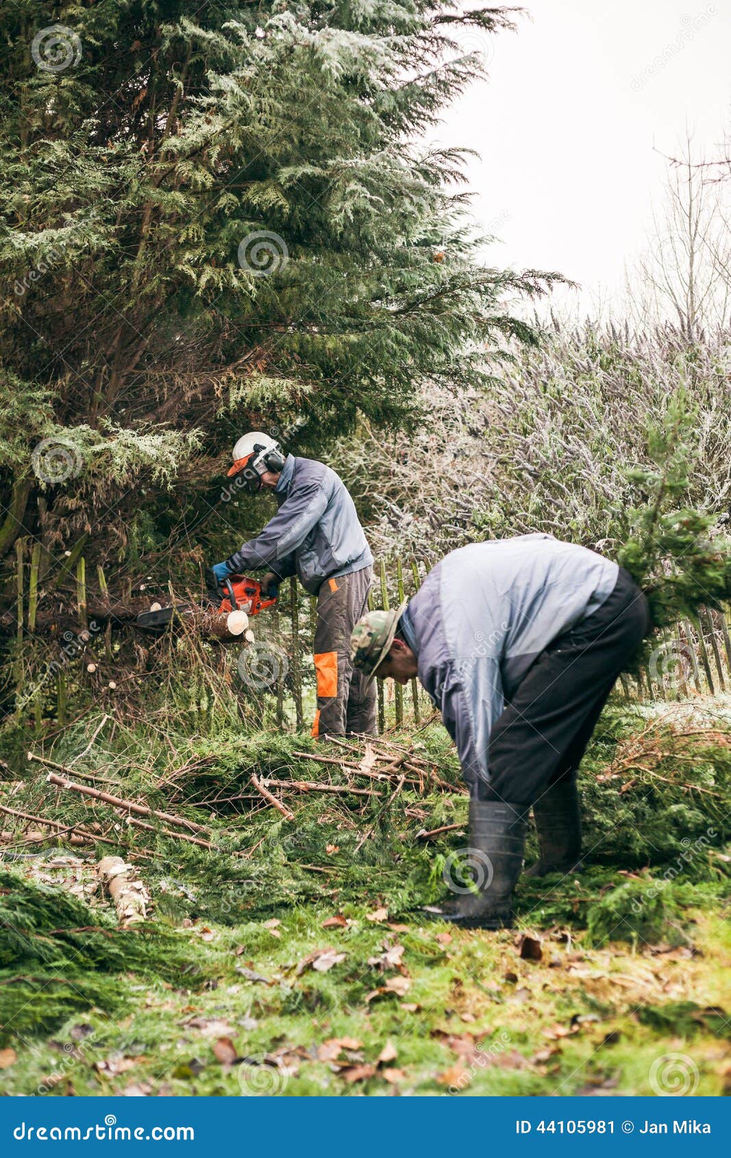 Gardeners pruning tree stock image. Image of forest, forester - 44105981