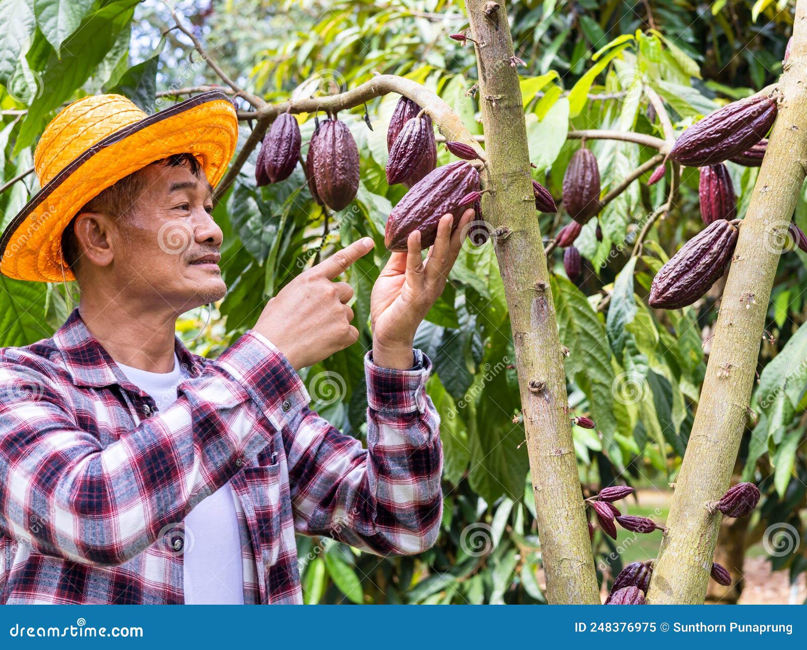 Gardeners and Purple Cocoa on the Tree Stock Image - Image of natural ...