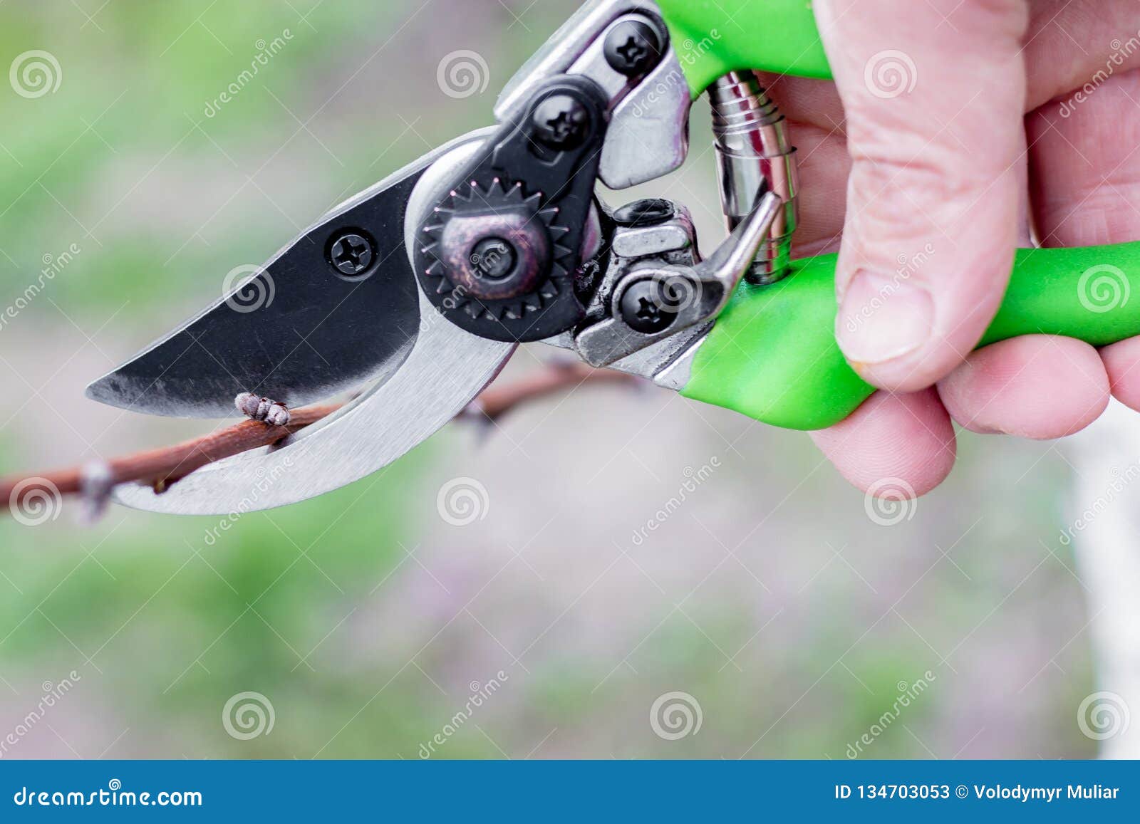 Gardeners of Scissors Cut Branches of Trees in the Garden_ Stock Image ...