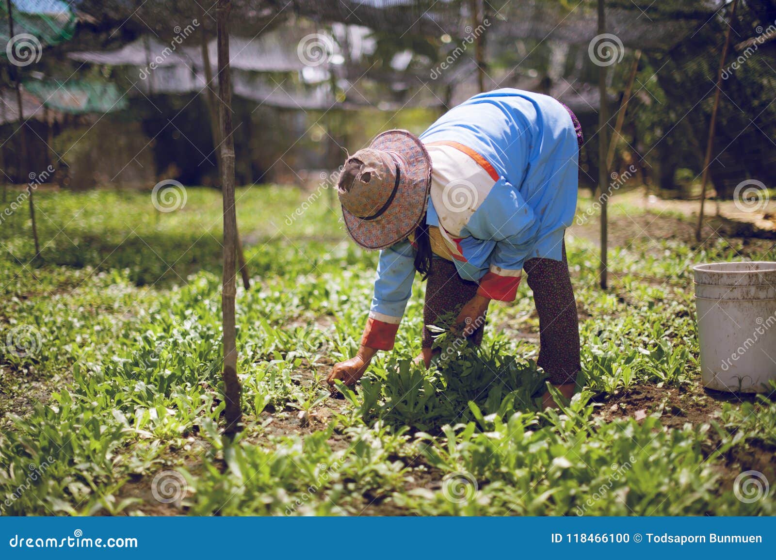 Gardeners are Weeding in the Garden of Coriander Stock Photo - Image of ...