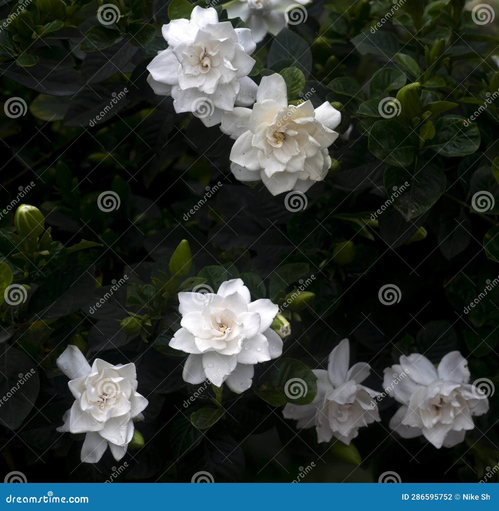 Gardenia flowers stock photo. Image of sweet, environment - 286595752