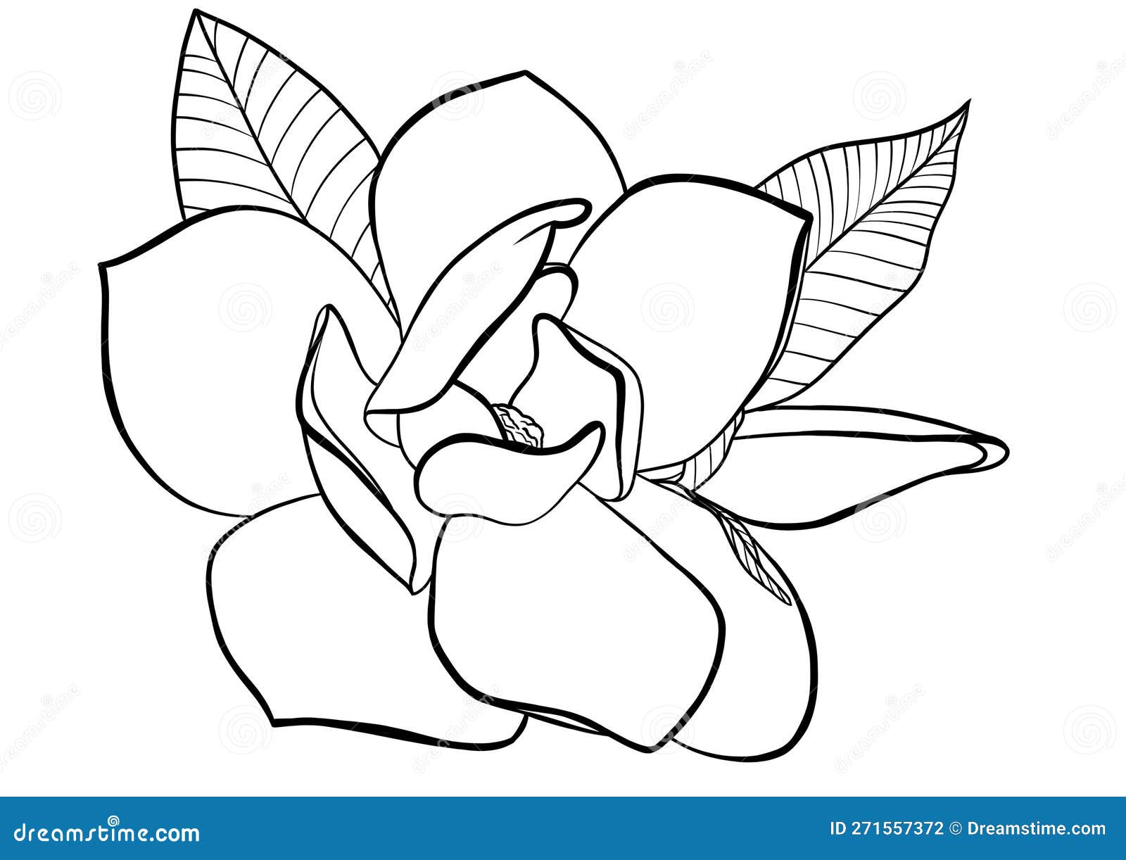 Gardenia, line draw stock photo. Illustration of plant - 271557372