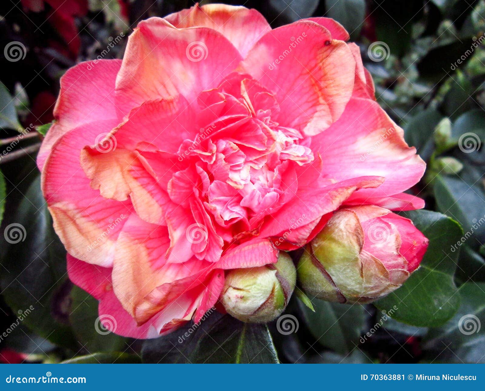 Gardenia rosada imagen de archivo. Imagen de resorte - 70363881