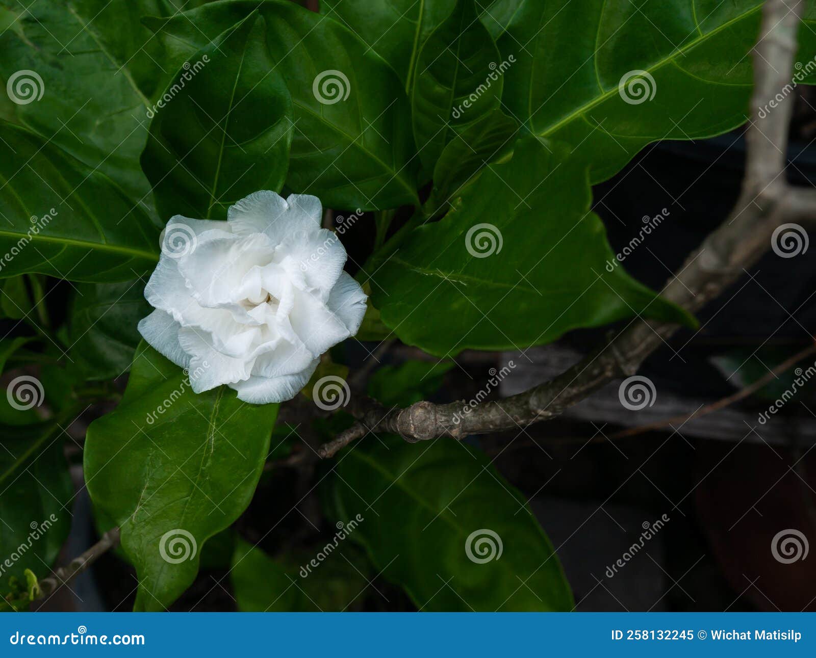 Gardenia Rose Flower Blooming Stock Image - Image of bright, closeup ...