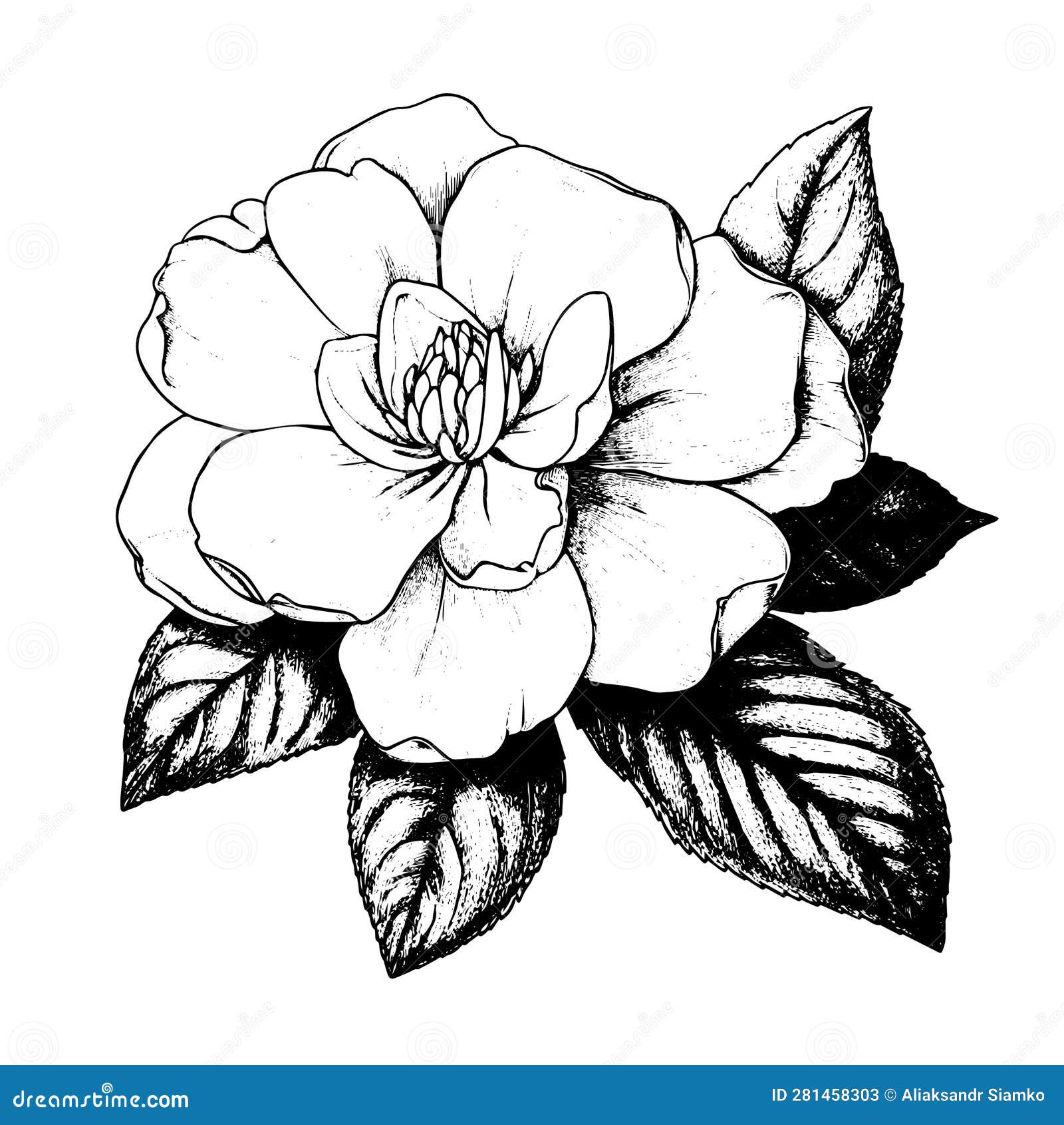 Gardenia Vector Icon On White Background. Flat Vector Gardenia Icon ...
