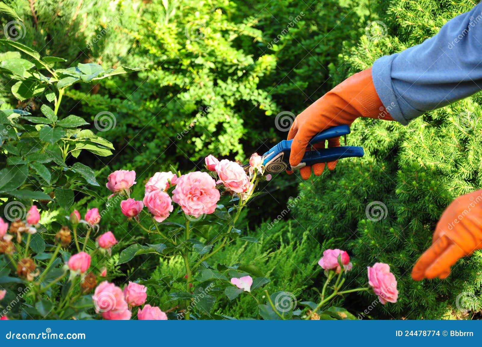 Gardening stock photo. Image of clippers, gardener, hands - 24478774