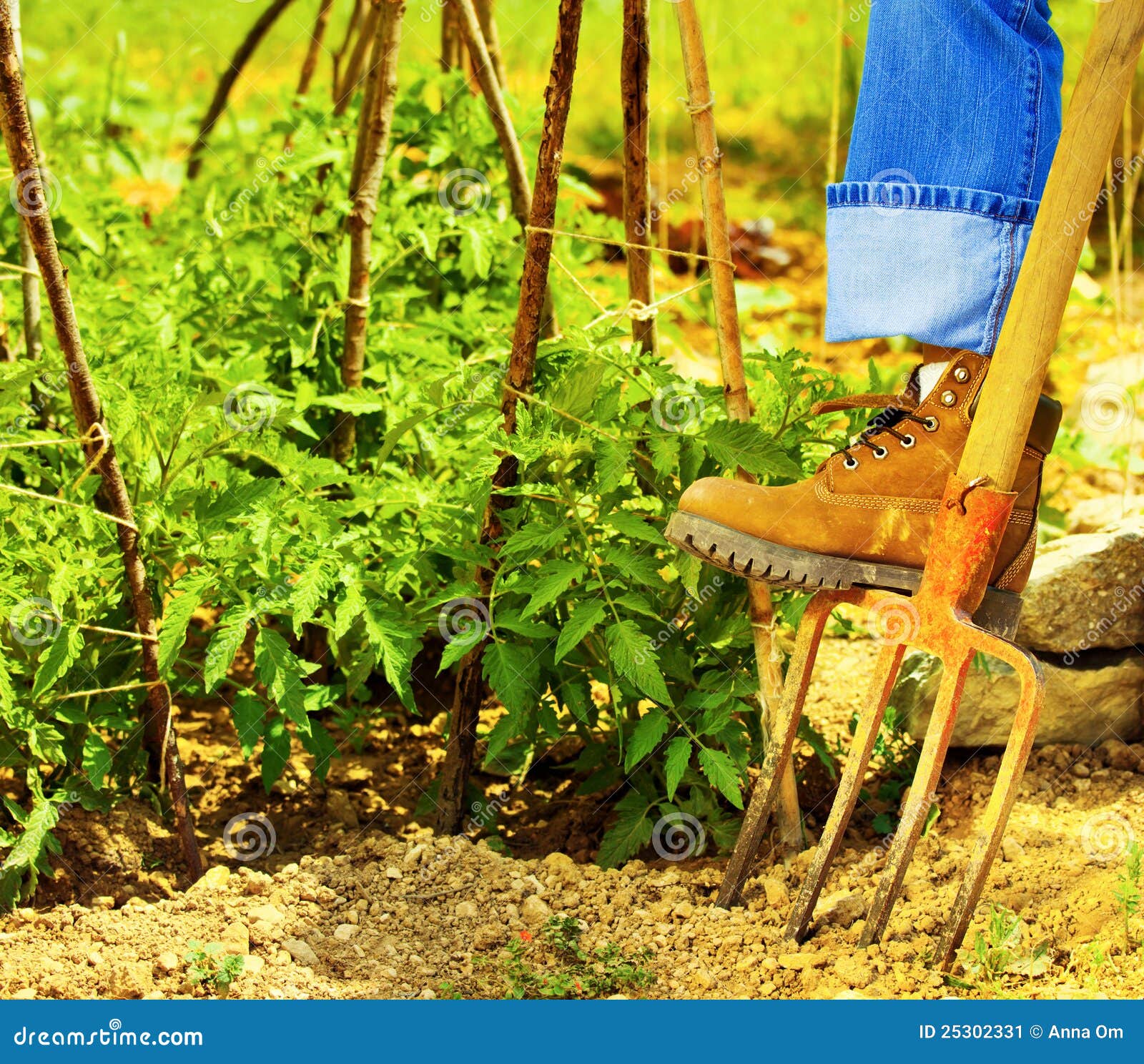 Gardening stock image. Image of field, gardener, harvest - 25302331