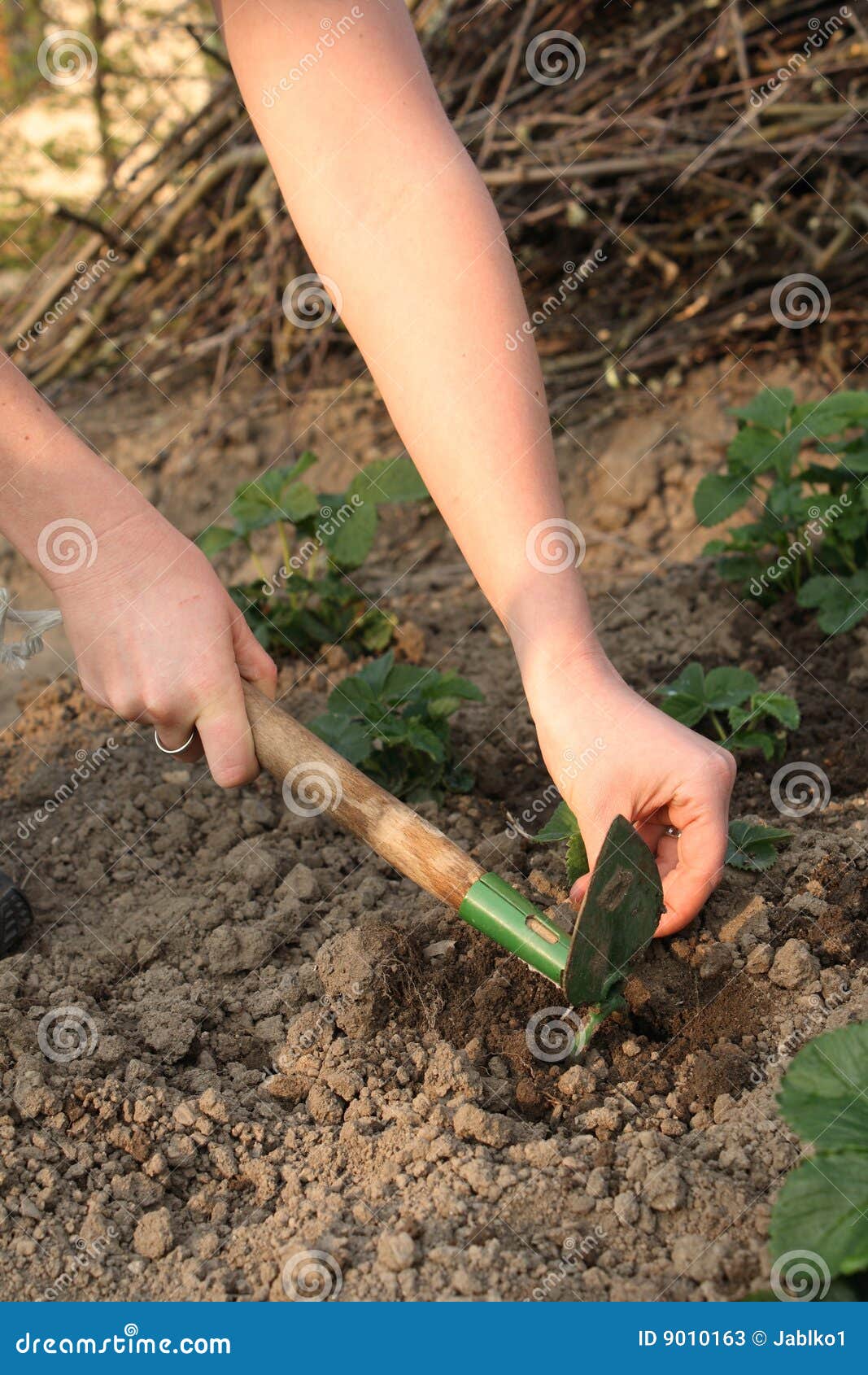 122 Spud Bed Photos - Free & Royalty-Free Stock Photos from Dreamstime