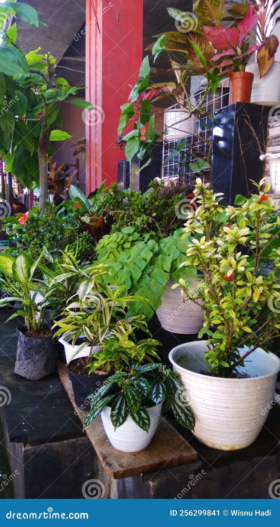 The gardening beauty plant stock image. Image of gardening - 256299841