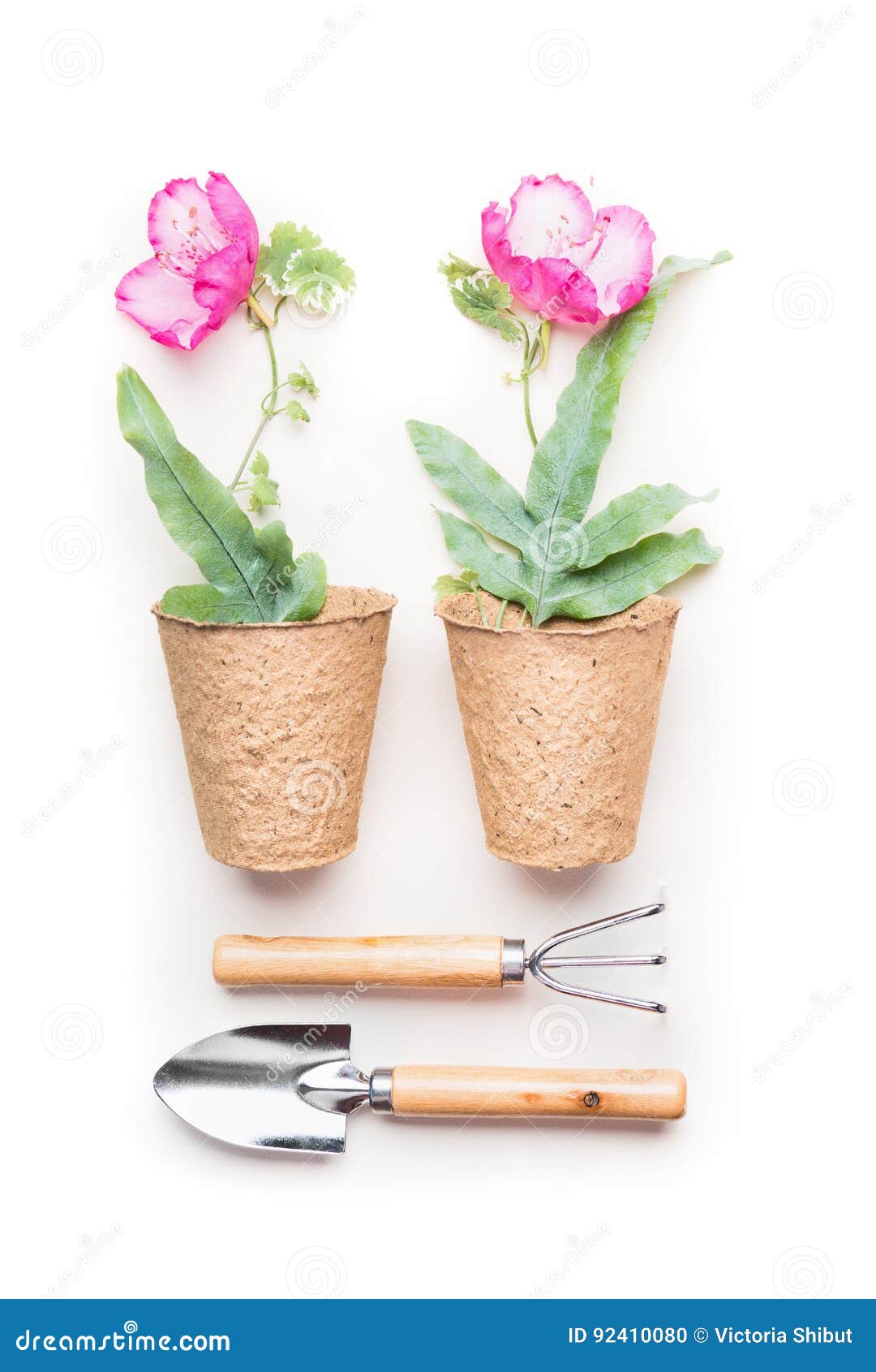 Gardening Concept with Tools and Flowers in Pots on White Background ...