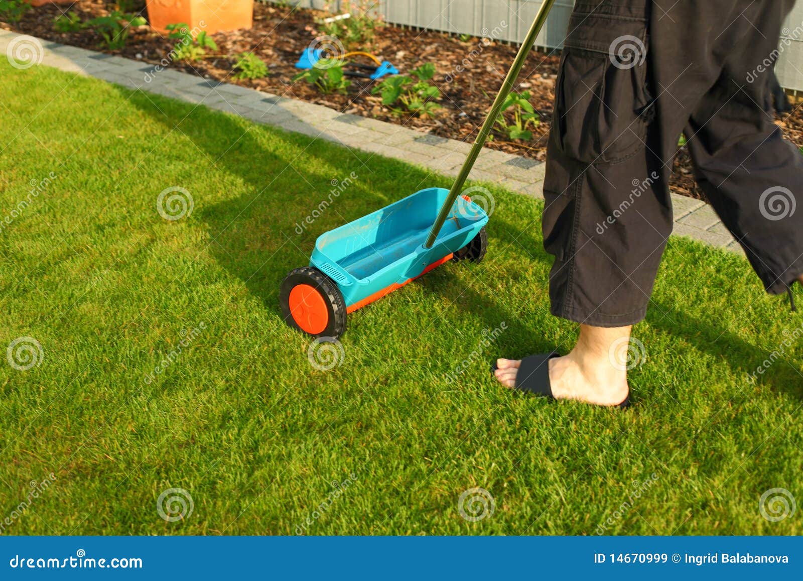Gardening - Fertilizing Lawn Stock Image - Image of grass, cultivation ...