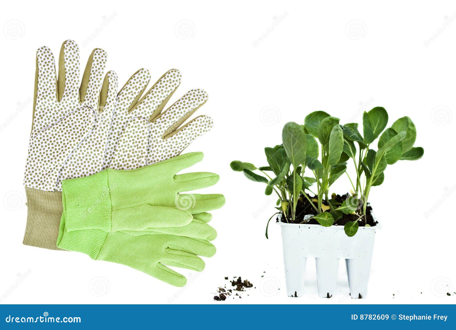 Gardening Gloves and Plants Stock Image - Image of broccoli, growth ...
