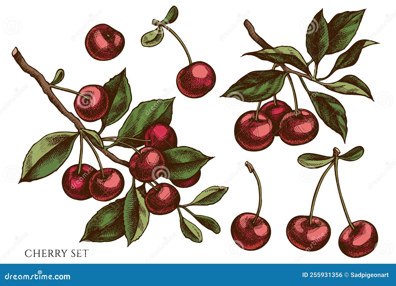 Gardening Hand Drawn Vector Illustrations Collection. Colored Cherry ...