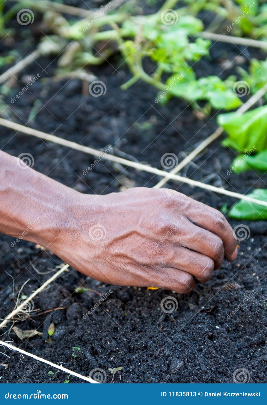 Gardening Hands stock image. Image of green, earth, fragile - 11835813
