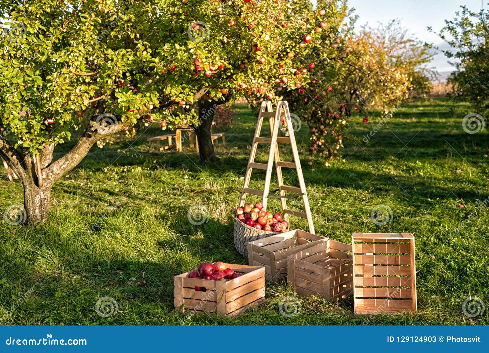 Gardening And Harvesting Fall Apple Crops Harvesting In Garden Stock