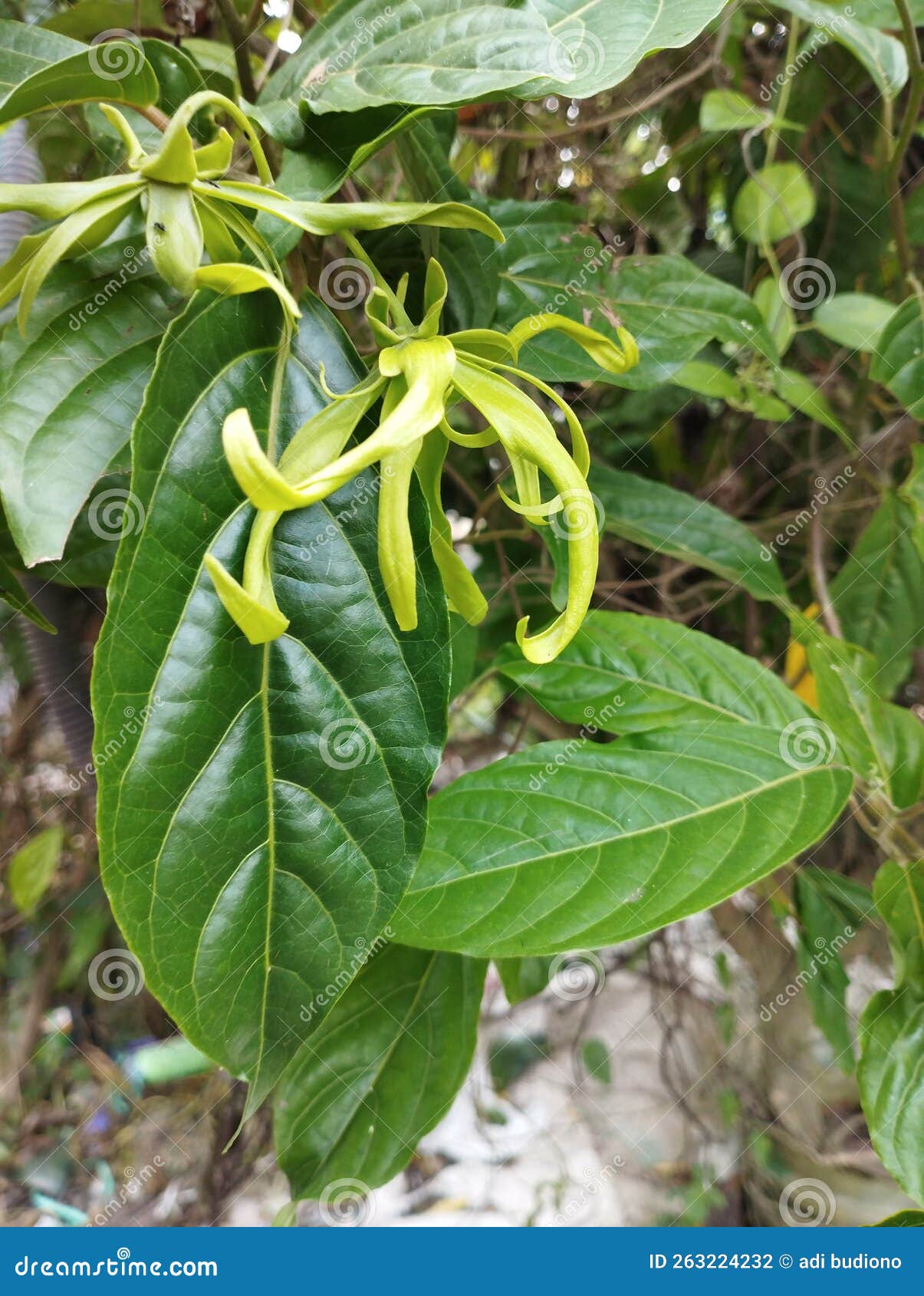 Gardening kenanga flower stock photo. Image of herb - 263224232