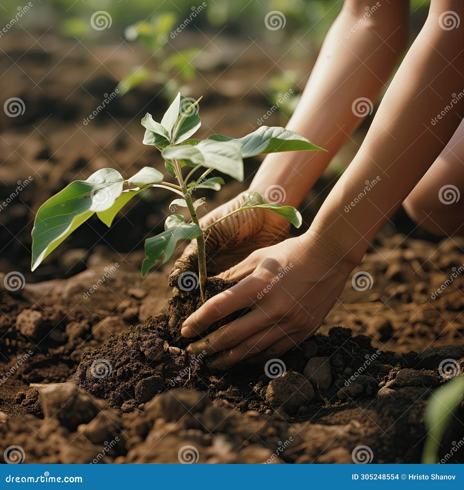 Gardening- Planting of New Tree, Sustainable Environment Stock ...