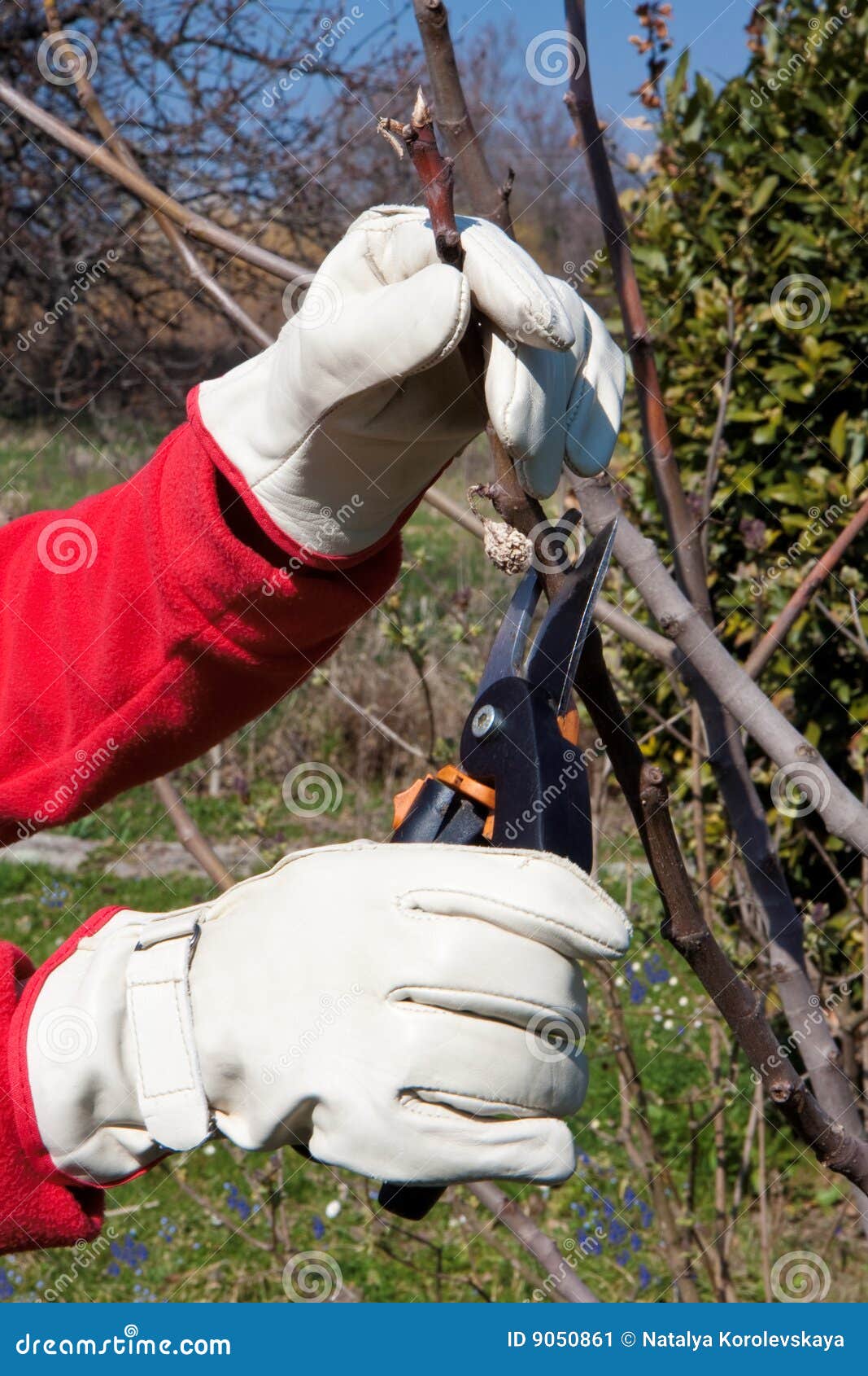 Gardening, pruning stock image. Image of cutting, outdoors - 9050861