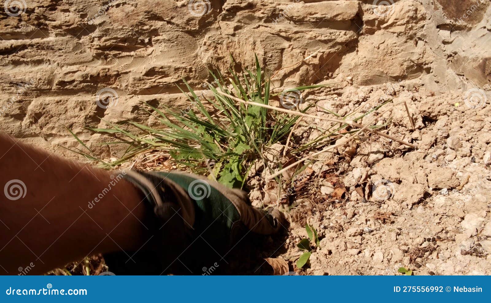 Gardening, Pulling Out Weeds. Weeding a Flower Bed Stock Footage ...