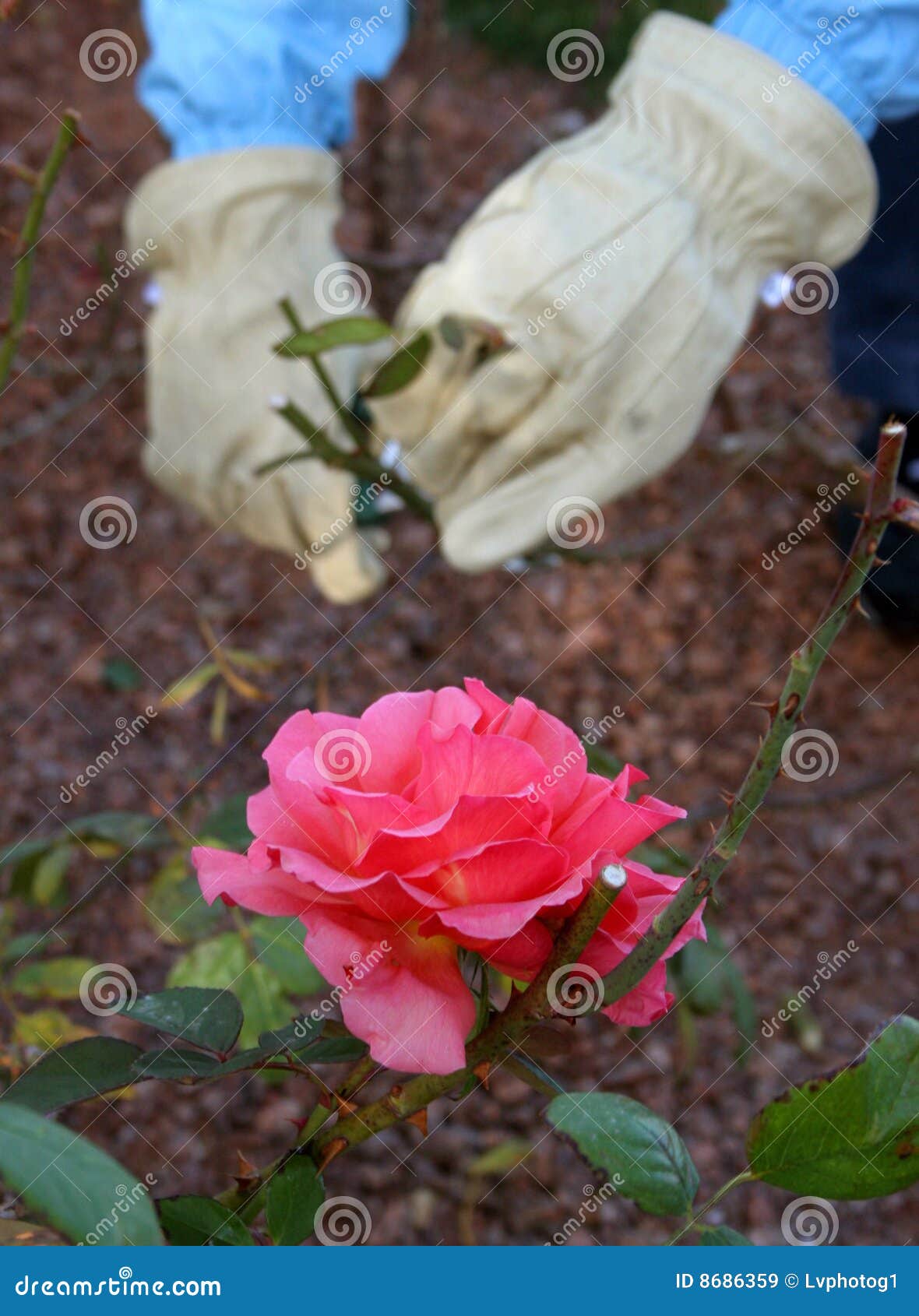 Gardening at a Rose Bush stock image. Image of bright - 8686359
