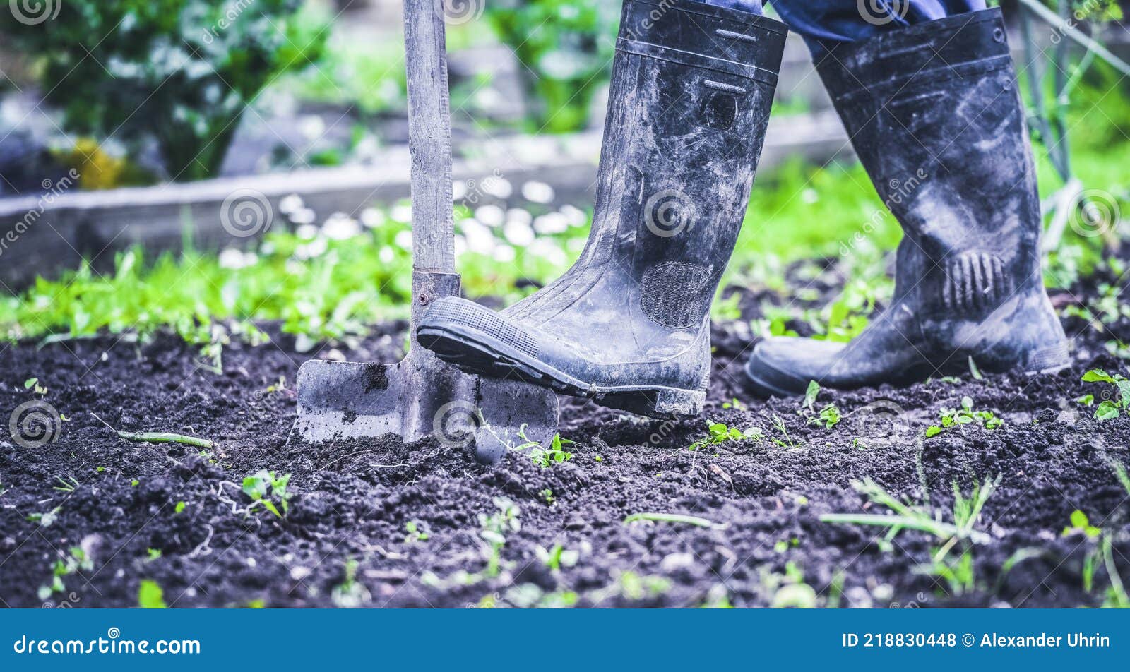 Gardening. Soil Preparing for Planting in Spring. Gardener Digging in ...
