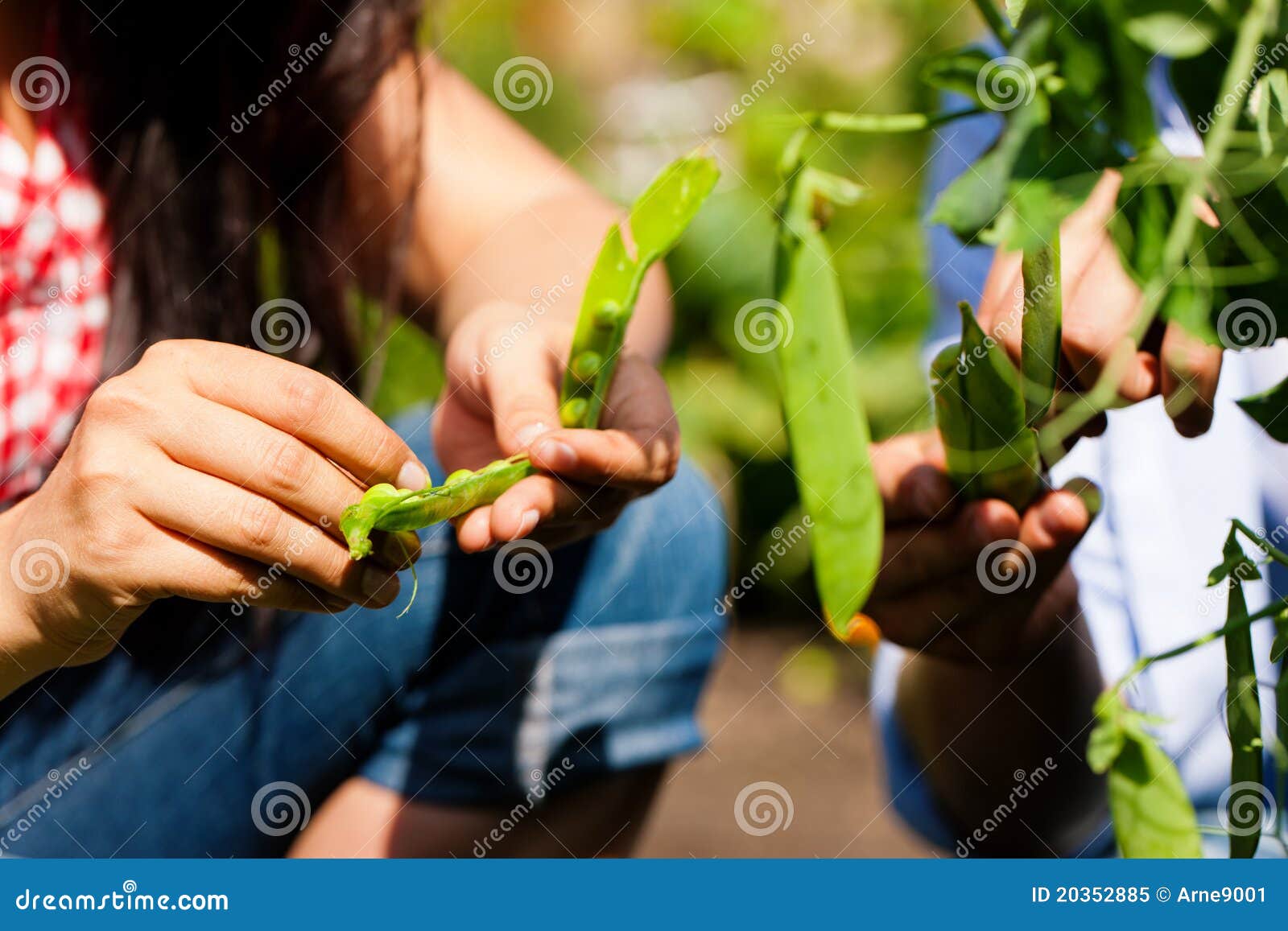 Gardening in Summer - Couple Harvesting Beans Stock Image - Image of ...