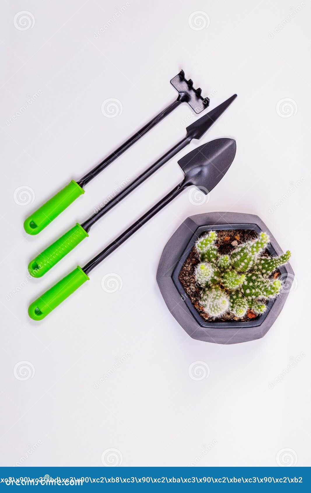 Gardening Tools with Cactus Flower on White Background. Stock Photo ...