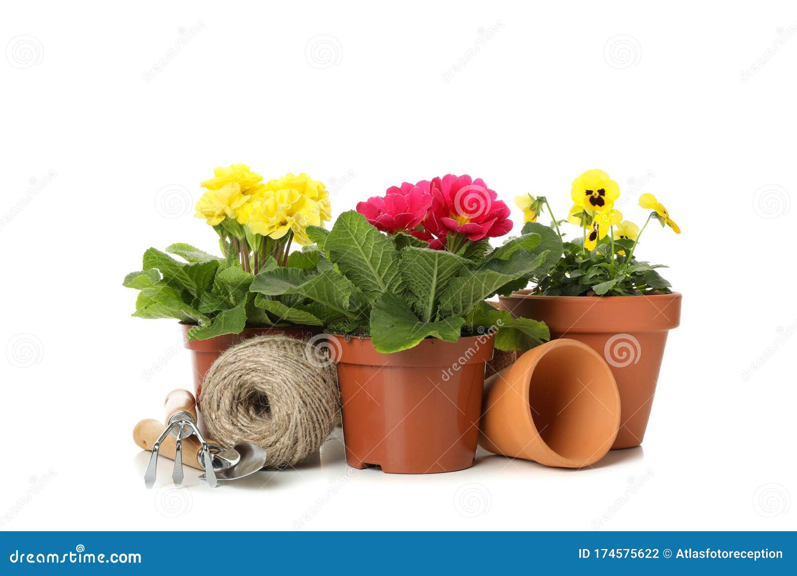Gardening Tools and Flowers Isolated on Background Stock Photo - Image ...