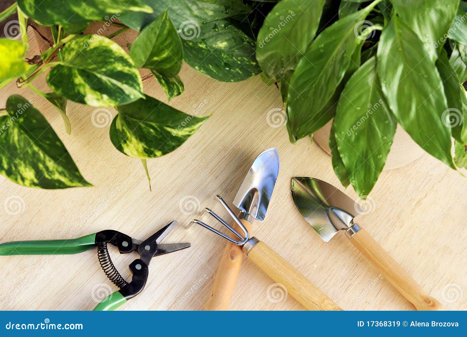 Gardening Tools and Houseplants Stock Image - Image of epipremnum ...