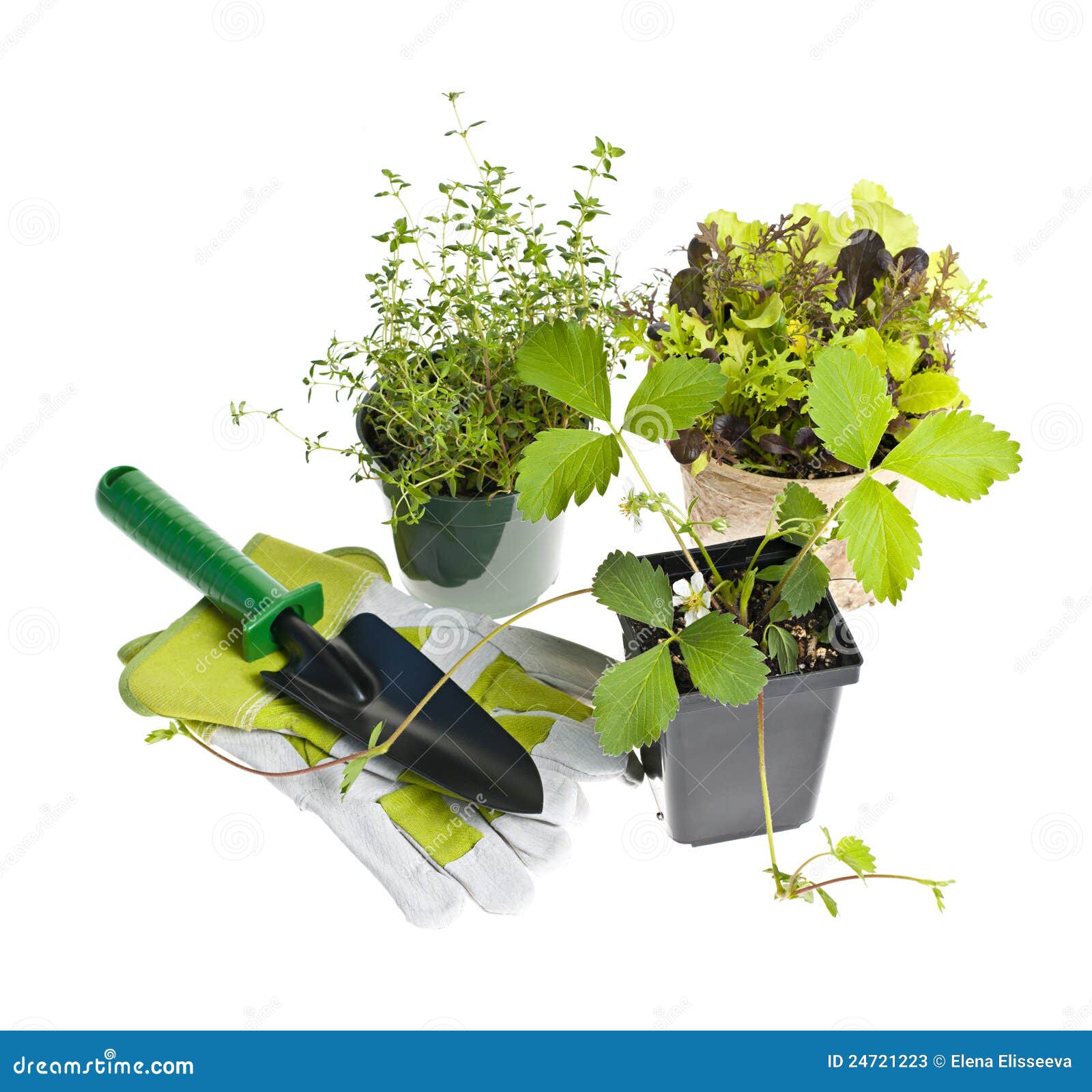 Gardening tools and plants stock image. Image of earth - 24721223