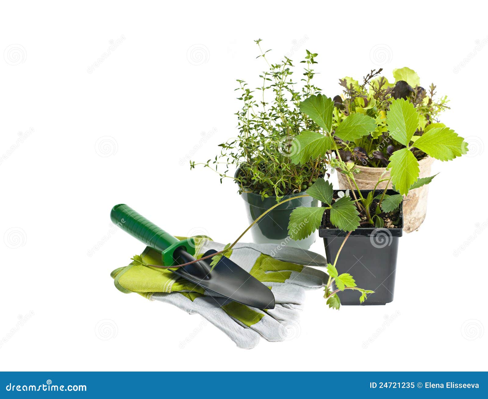 Gardening tools and plants stock image. Image of soil - 24721235