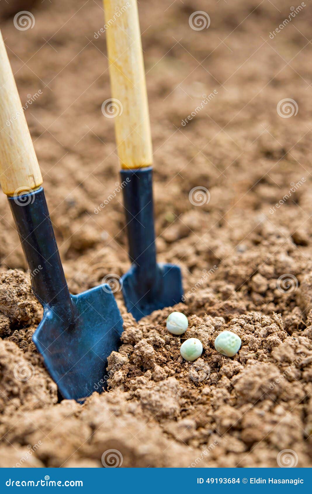 Gardening Tools and Some Seeds Stock Photo - Image of earth, grain ...