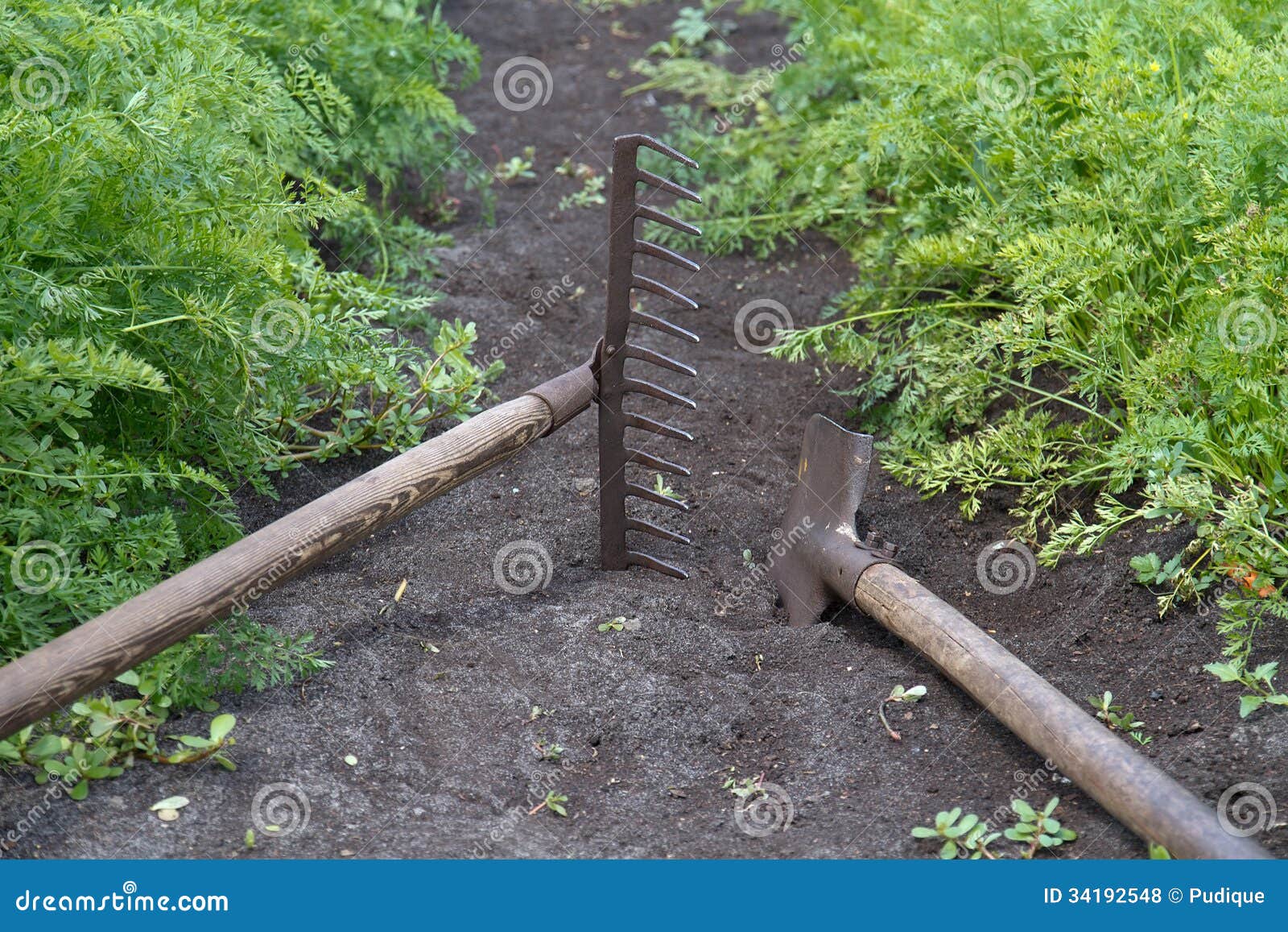 Gardening Tools in the Vegetable Garden Stock Photo - Image of rust ...
