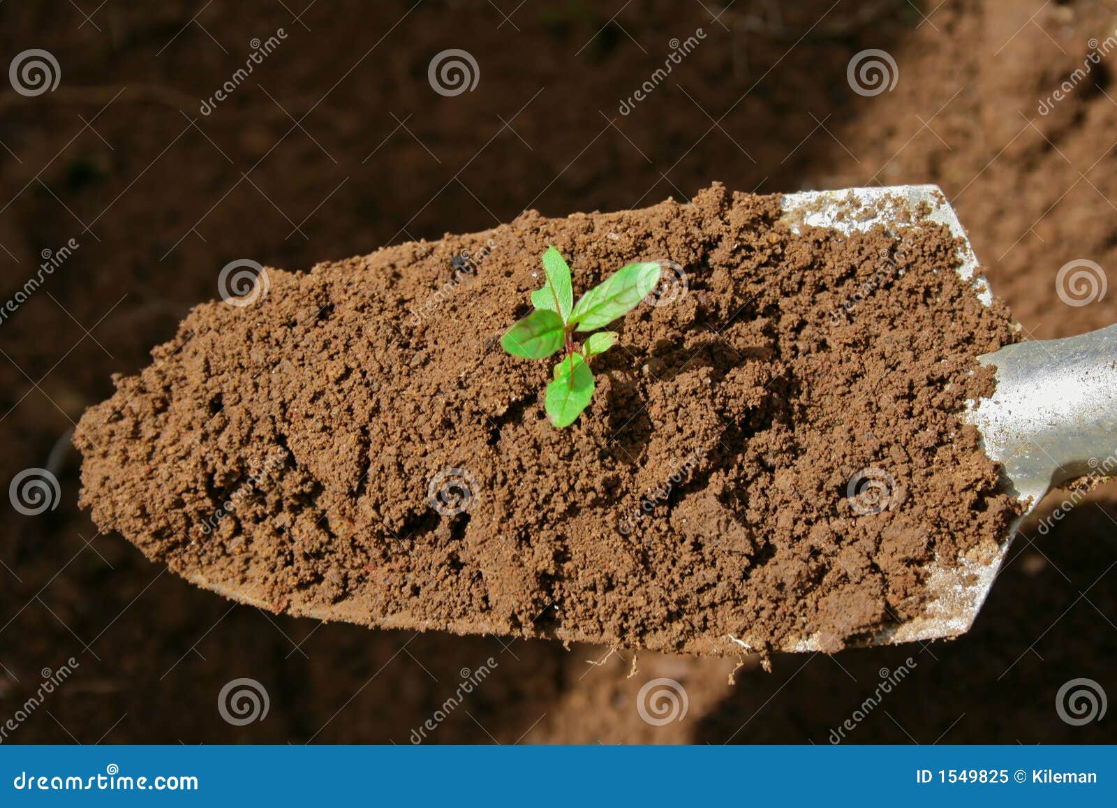 Gardening trowel stock image. Image of work, worker, trowel - 1549825