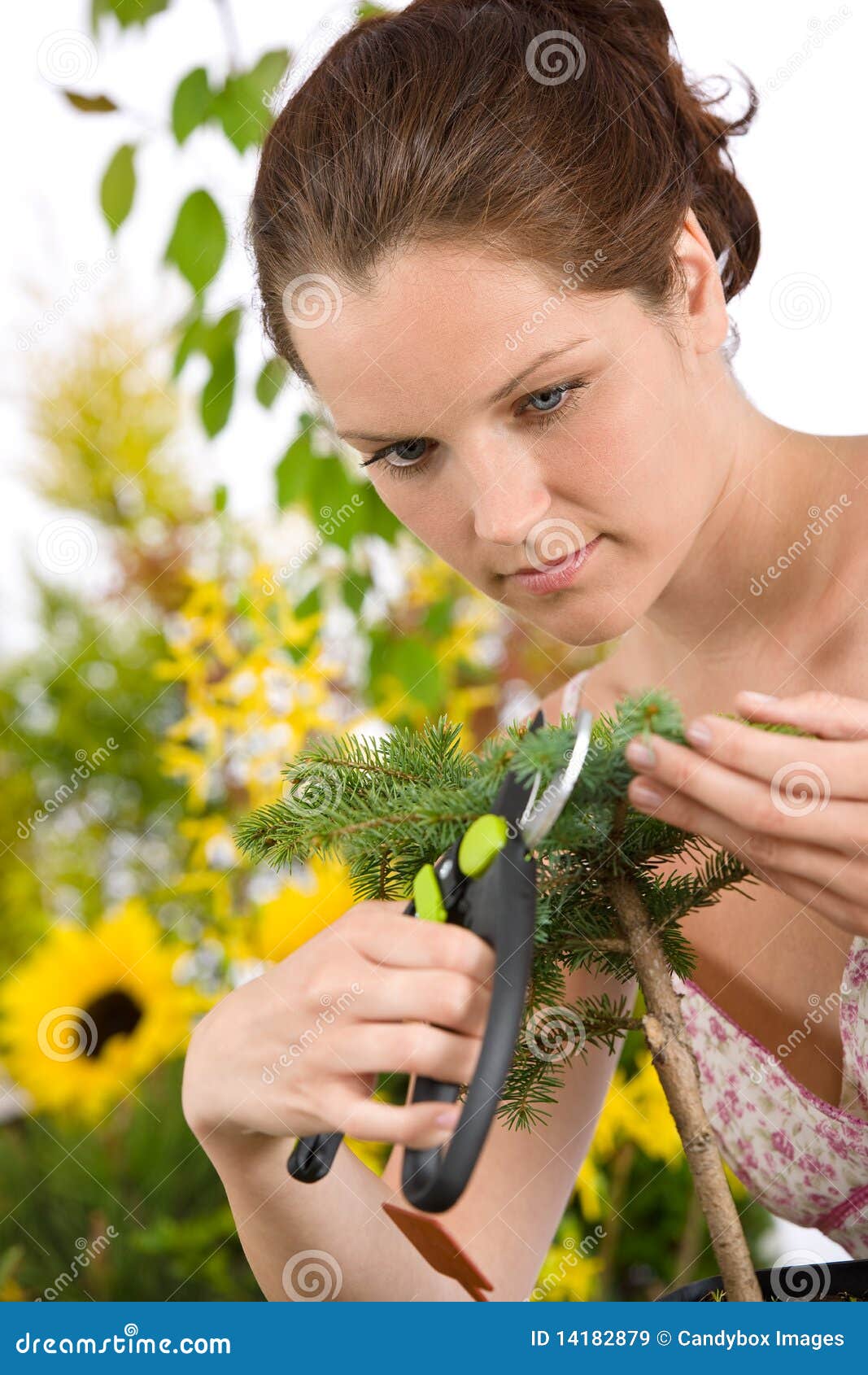 Gardening - Woman Cutting Tree with Pruning Shears Stock Image - Image ...