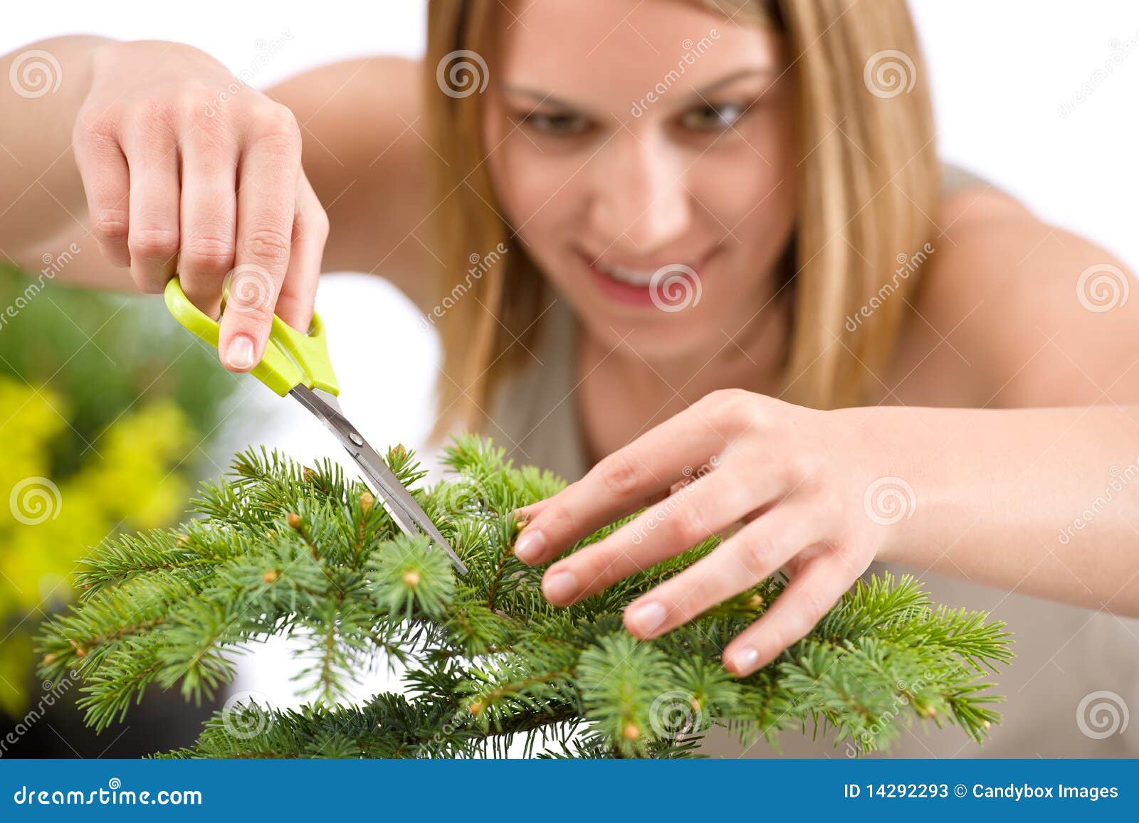 Gardening - Woman Trimming Spruce Tree Stock Image - Image of woman ...