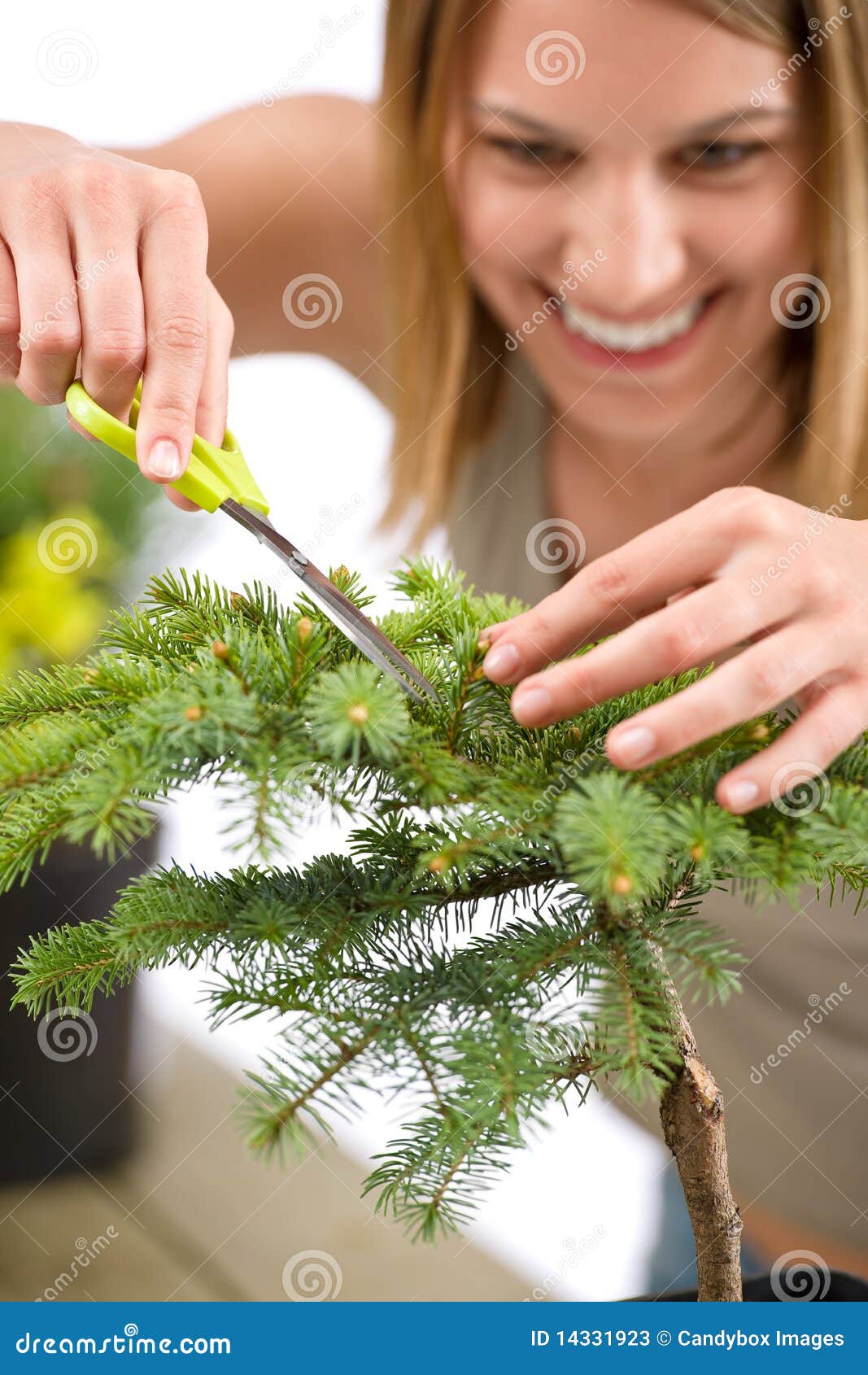 Gardening - Woman Trimming Spruce Tree Stock Image - Image of growth ...