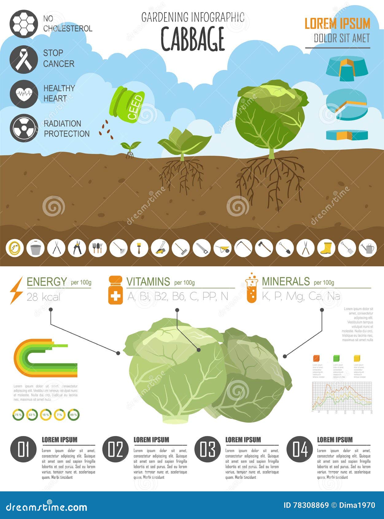 Gardening Work, Farming Infographic. Cabbage Stock Vector ...