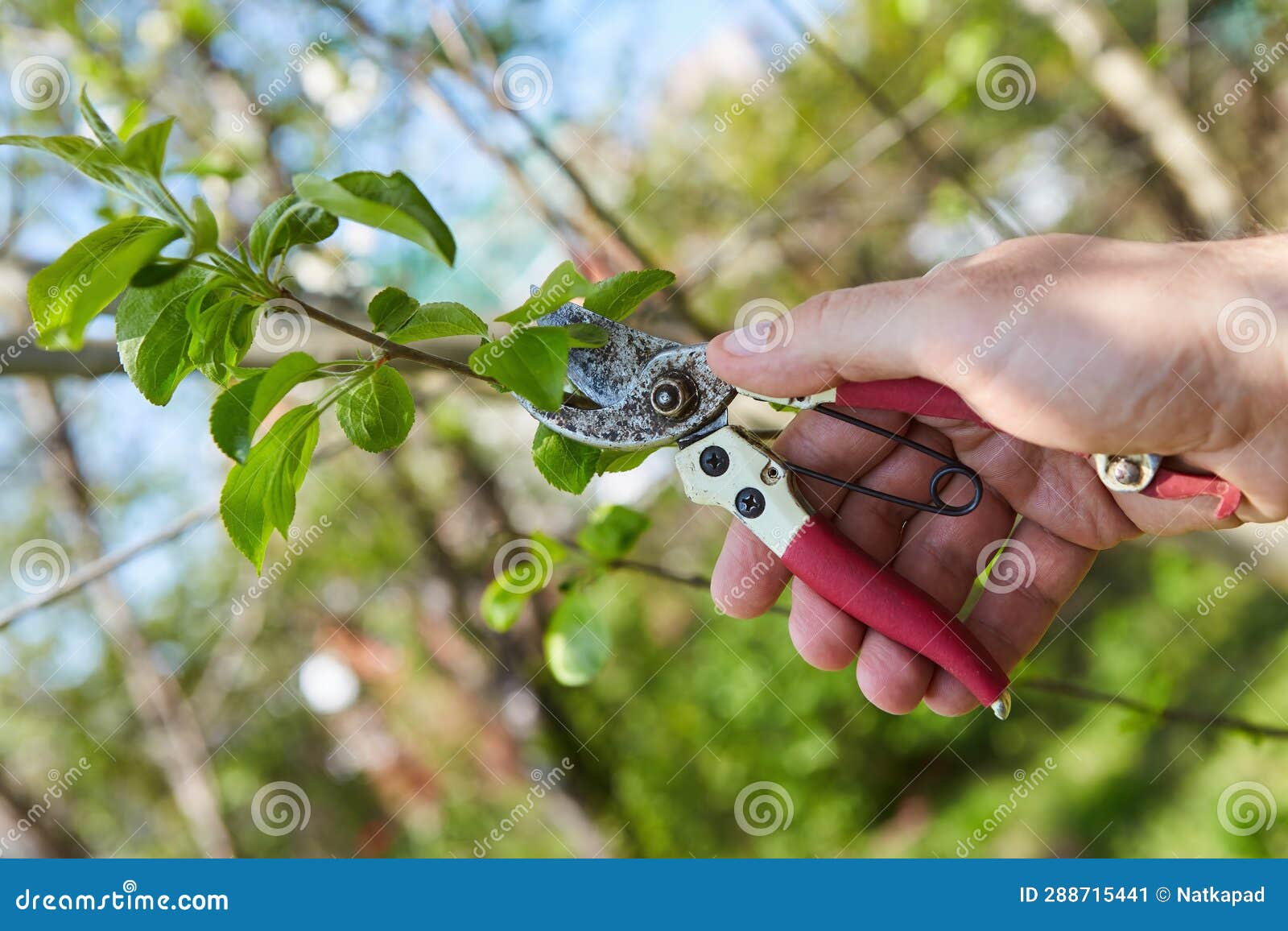 Gardening Work on Pruning Plants. Stock Image - Image of hobby, branch ...