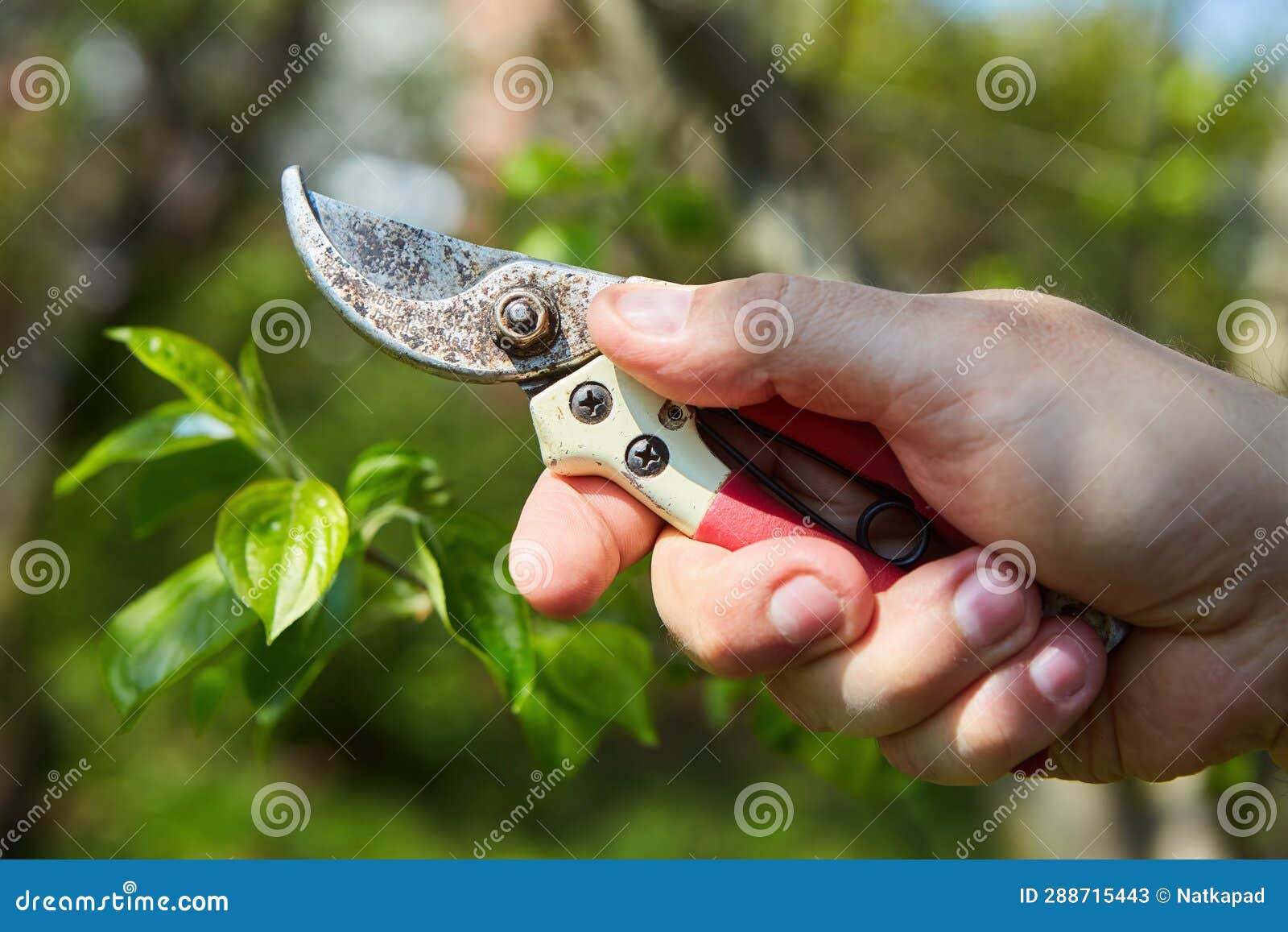 Gardening Work on Pruning Plants. Stock Image - Image of cutter ...