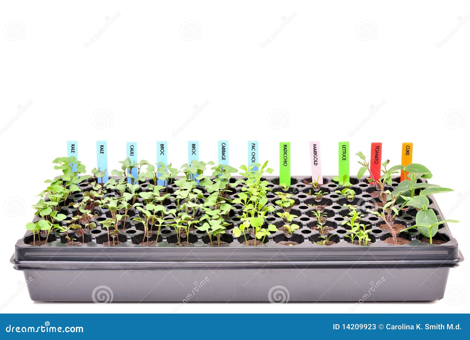 Gardening, Young Plants in a Flat. Stock Image - Image of germination ...