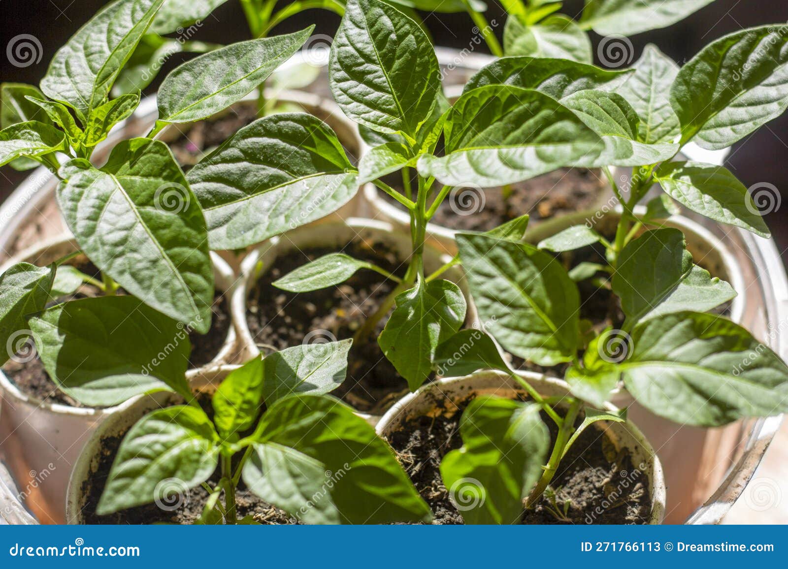 Seedlings Of Pepper Grown In Open Ground. Planting And Ripening Crops ...