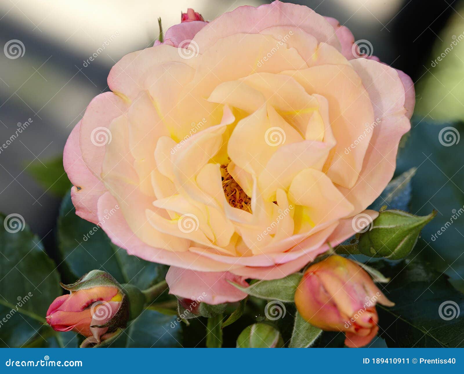 Gardens pale tea rose stock image. Image of blossom - 189410911