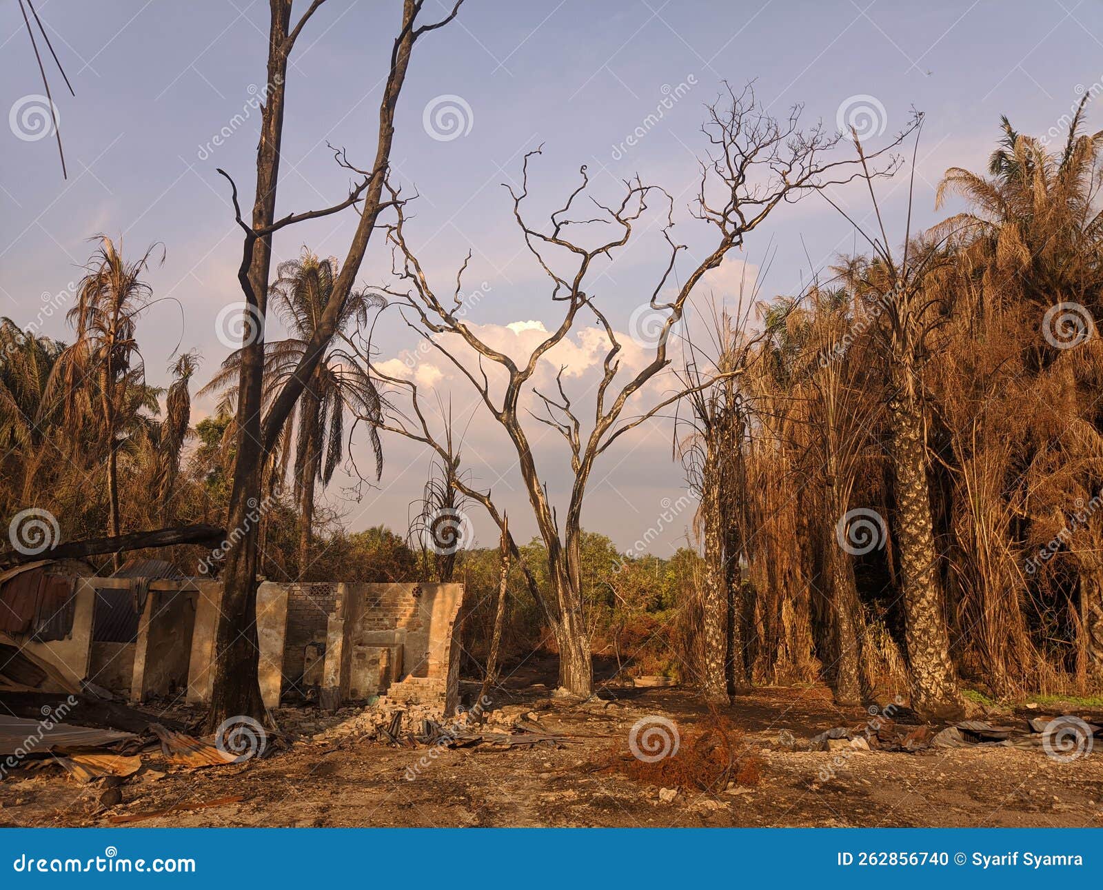 Gardens and Trees after Burning Stock Photo - Image of landscape, grass ...