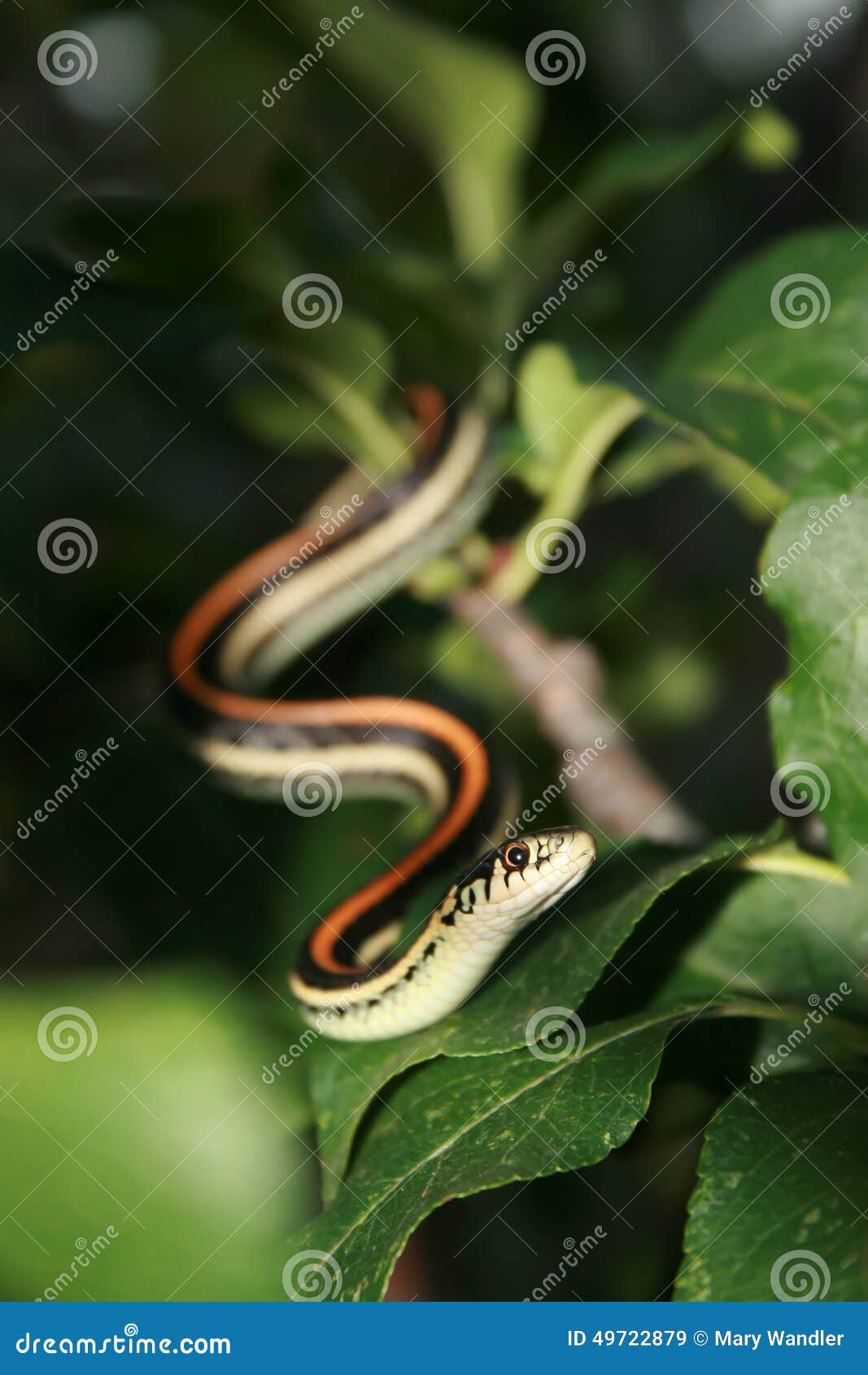 Garder Snake stock image. Image of nature, alone, scales - 49722879