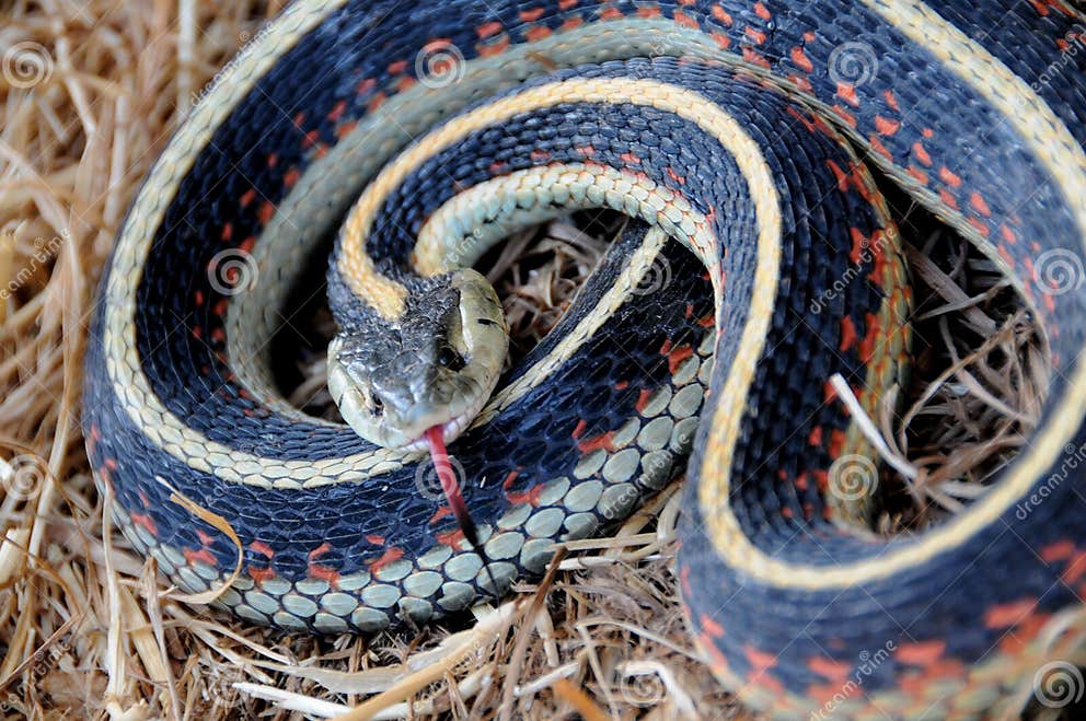 Gardner Snake Sensing Danger Stock Photo - Image of herpetology, head ...