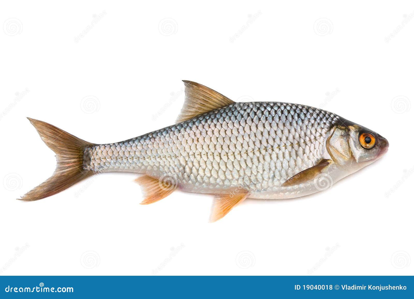 Gardon photo stock. Image du arrière, échelle, gardon - 19040018