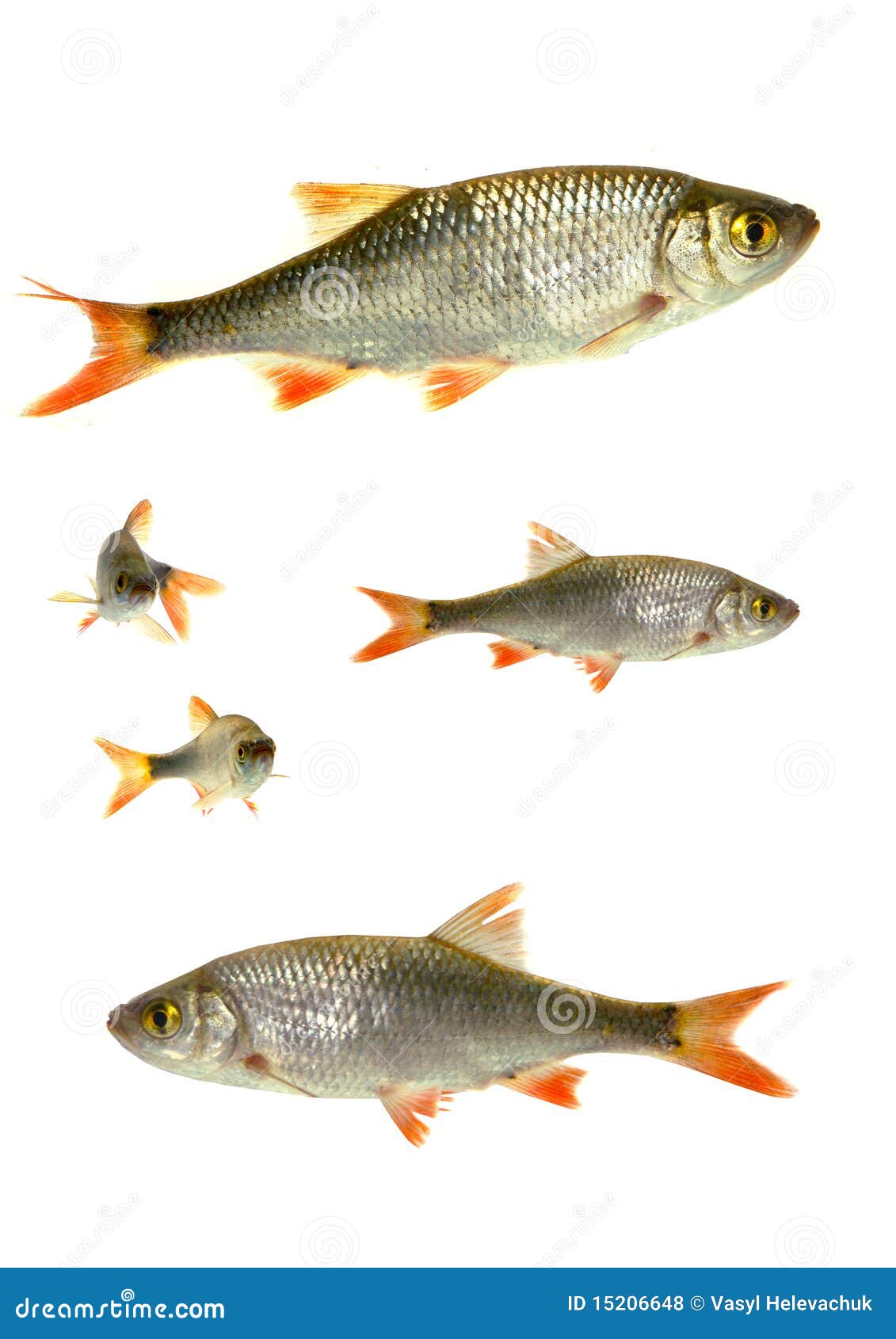 Gardon de deux poissons, photo stock. Image du dîner - 15206648