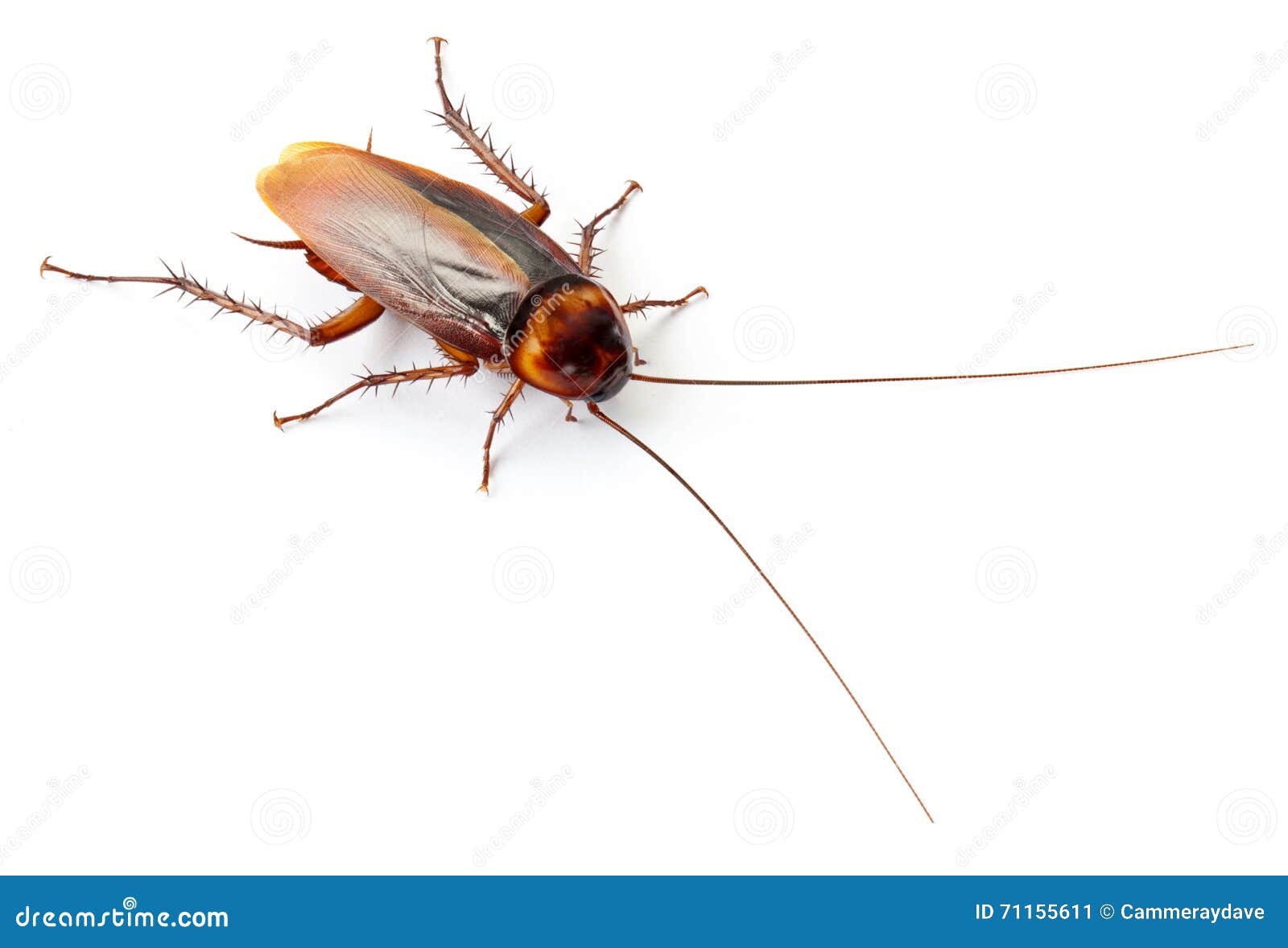 Gardon De Parasite D'insecte De Cancrelat Image stock - Image of ...